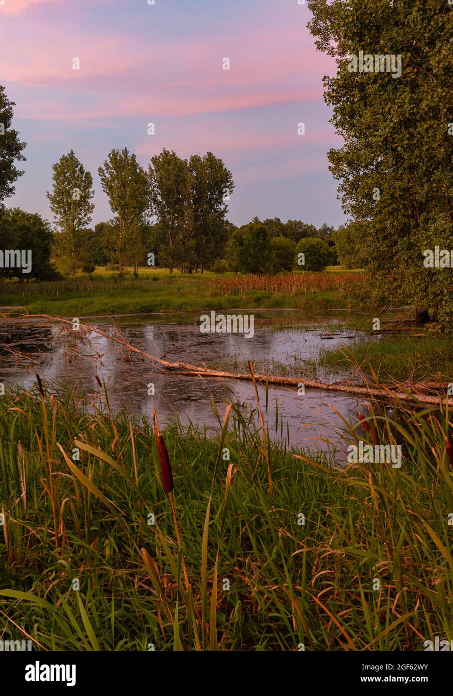 Sunset over a swamp in rural Michigan Stock Photo - Alamy