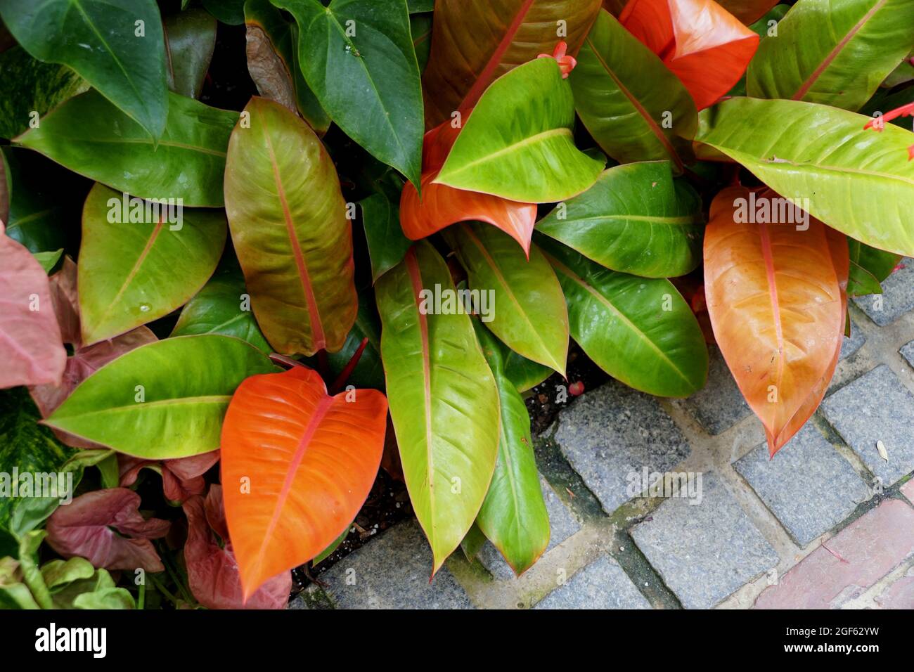 Philodendron prince of orange hi-res stock photography and images - Alamy