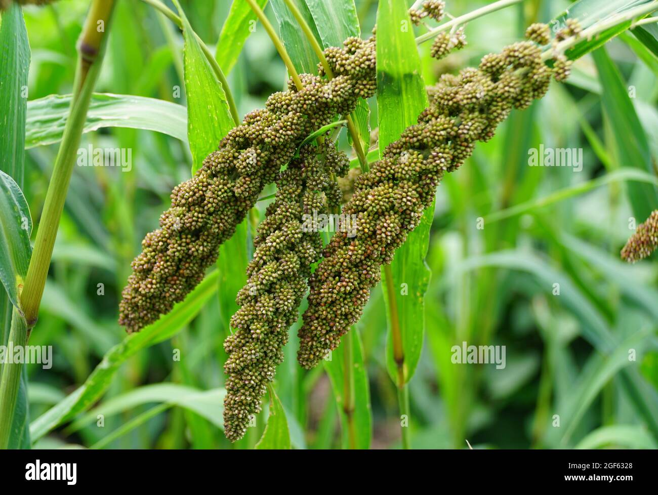 Clusters of Foxtail Millet 'Hells Canyon' with scientific name Setaria ...