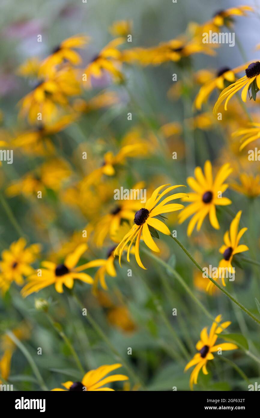 Black eyed susans Stock Photo - Alamy