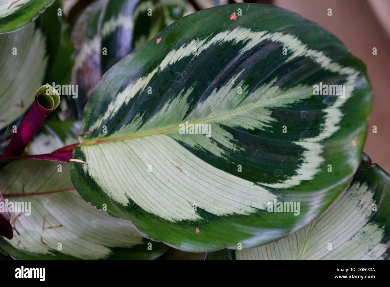 Beautiful leaf pattern of Calathea Rosy, a popular houseplant Stock ...