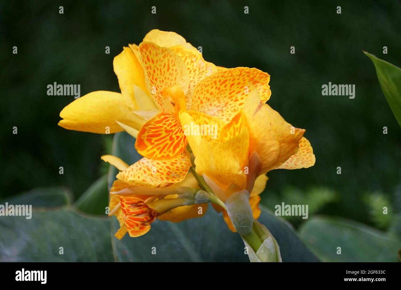 Beautiful Canna 'Happy Emily CannaSol' flowers at full bloom in the ...