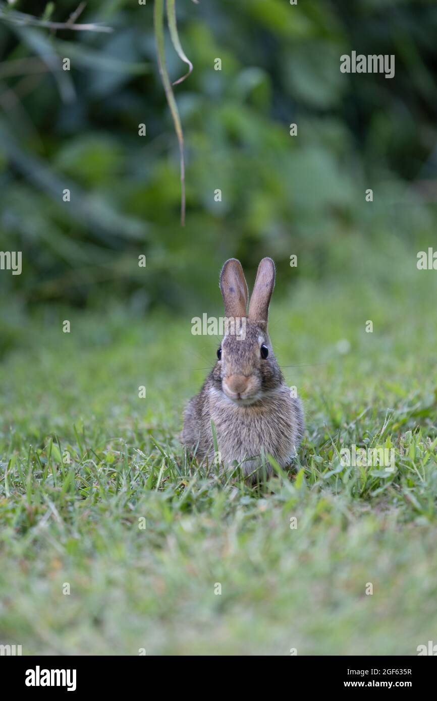 Baby rabbit eating hi-res stock photography and images - Alamy