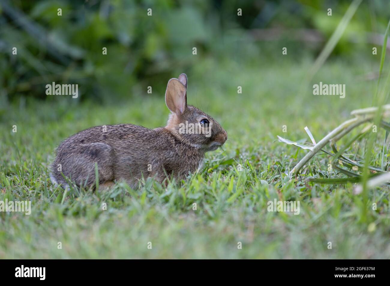 Baby rabbit eating hi-res stock photography and images - Alamy