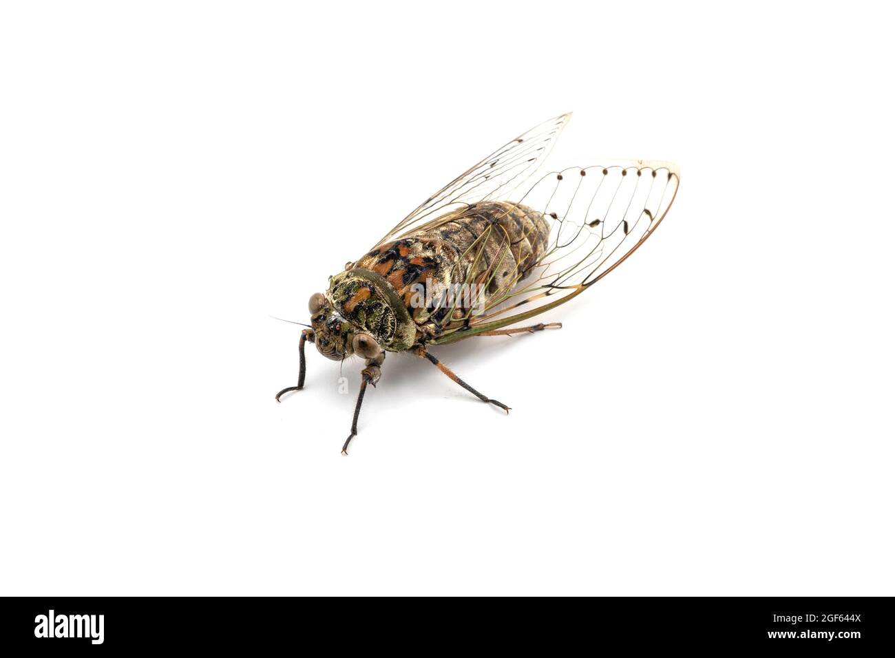 Closeup shot of common cicada fly isolated on white background Stock ...