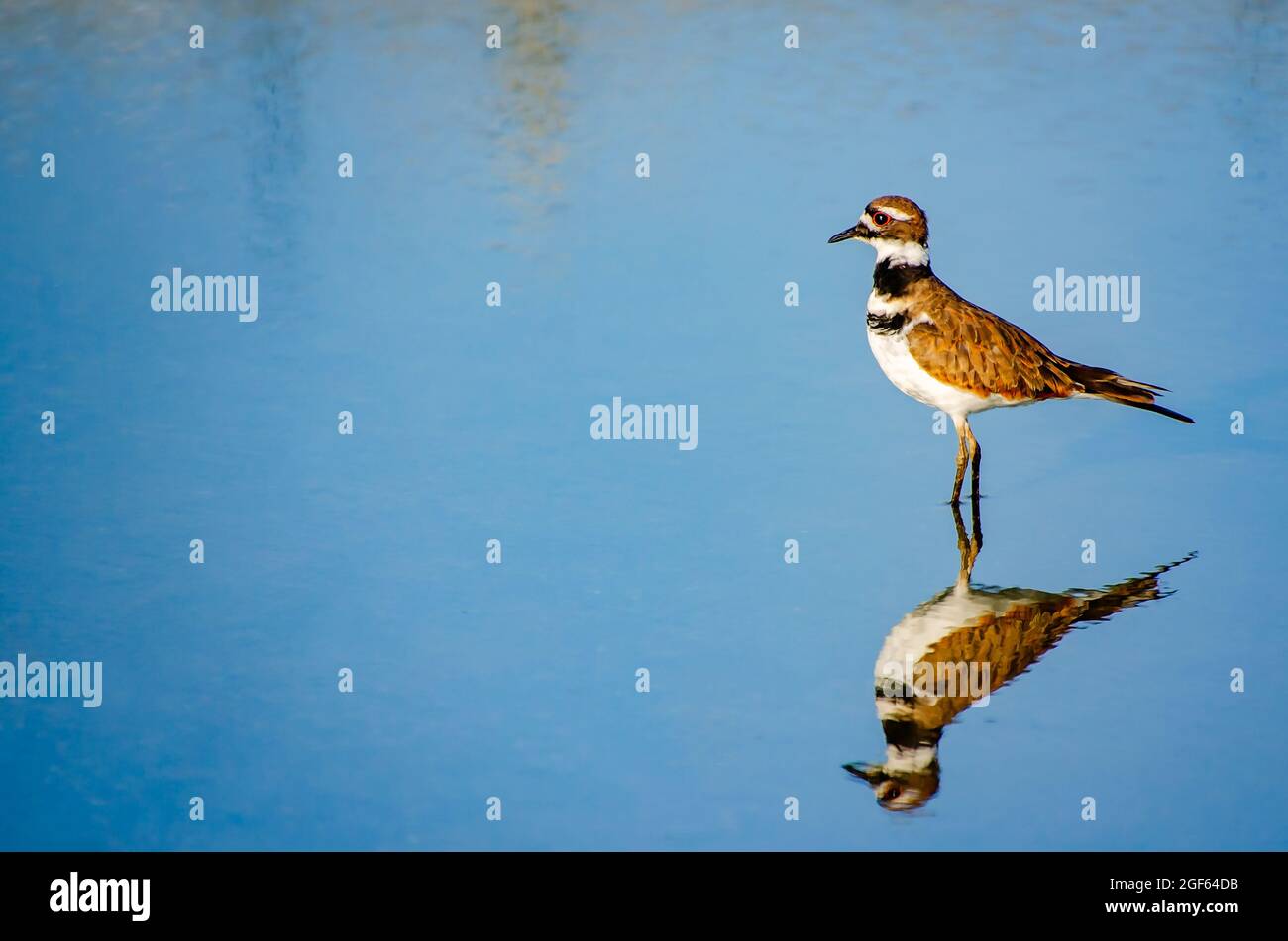 Killdeer bird hi-res stock photography and images - Alamy