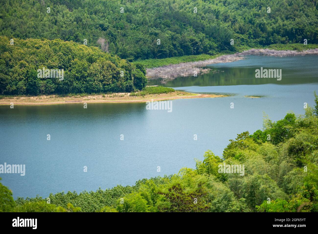 River forest nature woodland area green tree, river lagoon pond with ...