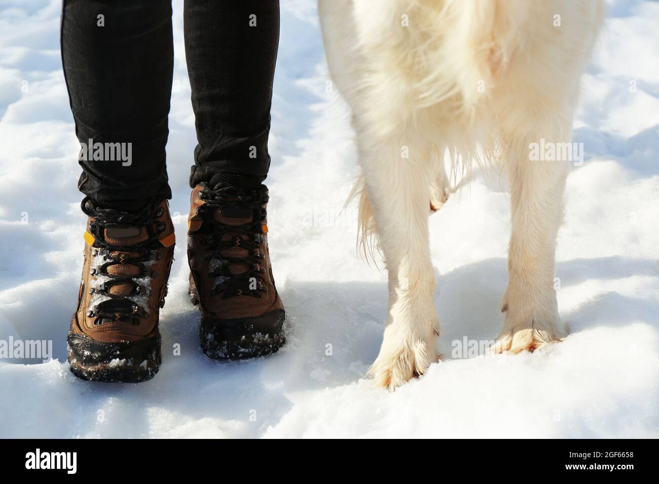 Feet of golden retriever and mistress outdoors in winter Stock Photo ...
