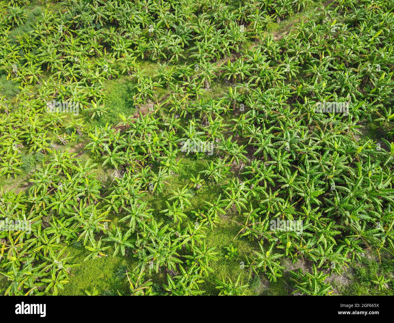 Aerial view of the banana leaf green fields nature agricultural farm ...