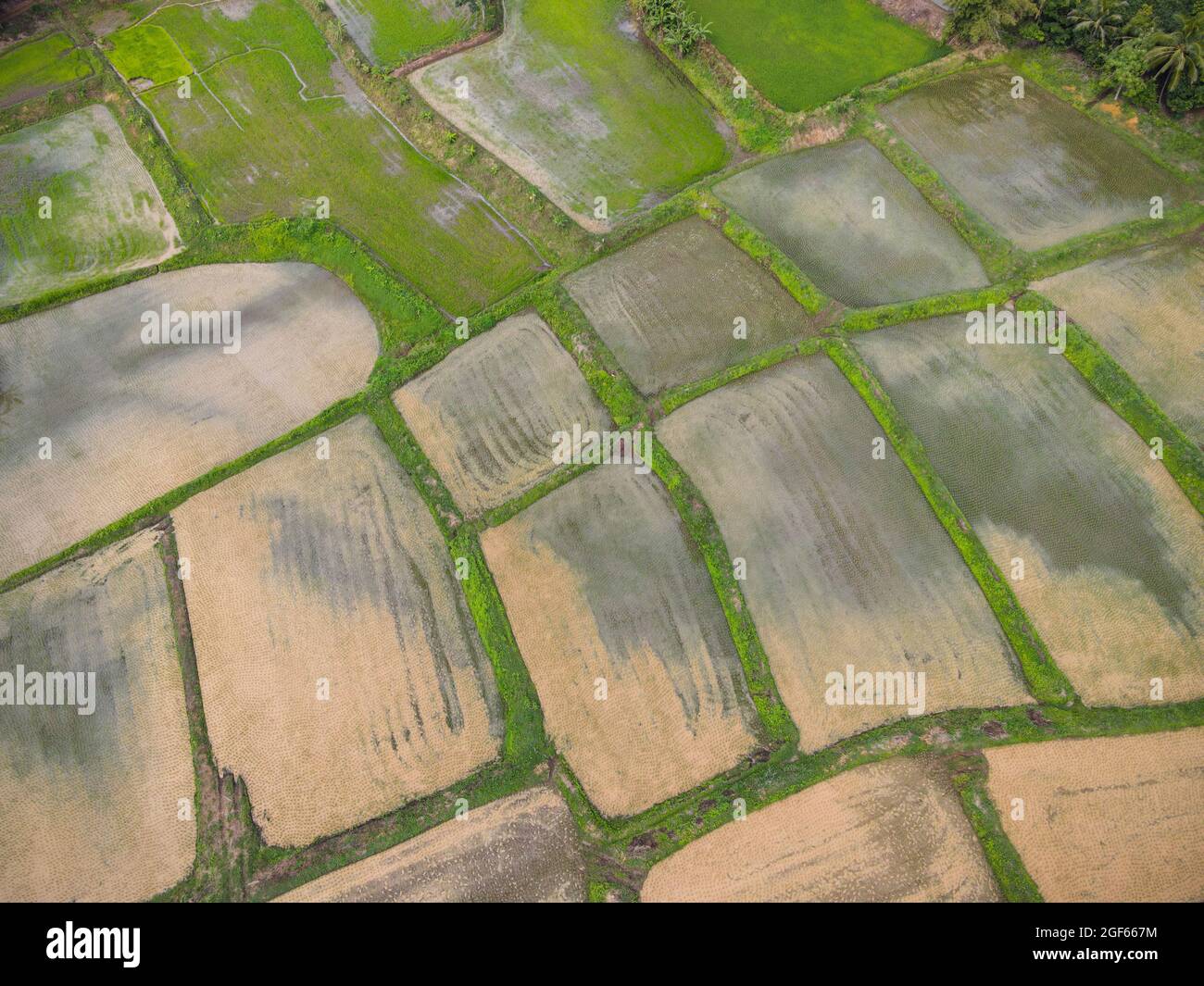 Aerial view of the green rice fields nature agricultural farm ...