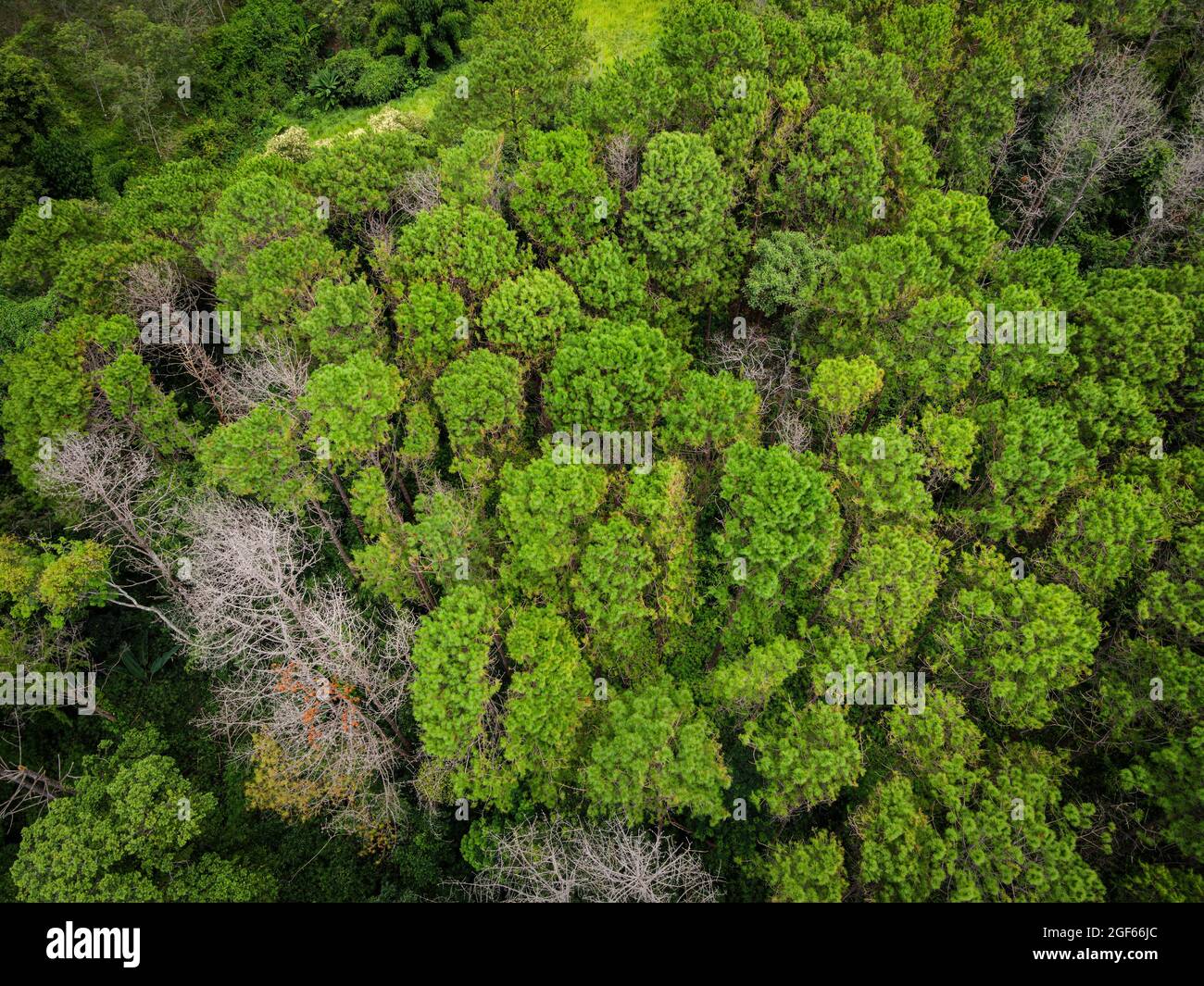Aerial view forest tree environment forest nature background, Texture of green tree top view ...