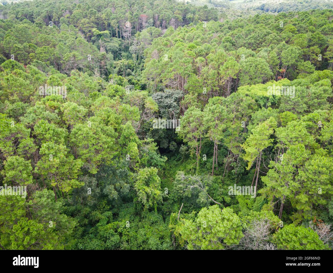 Aerial view forest tree environment forest nature background, Texture of green tree top view ...