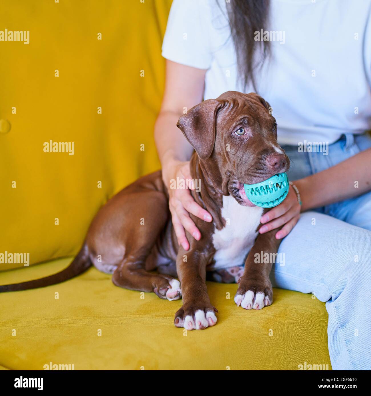 Woman and pit bull hi-res stock photography and images - Alamy