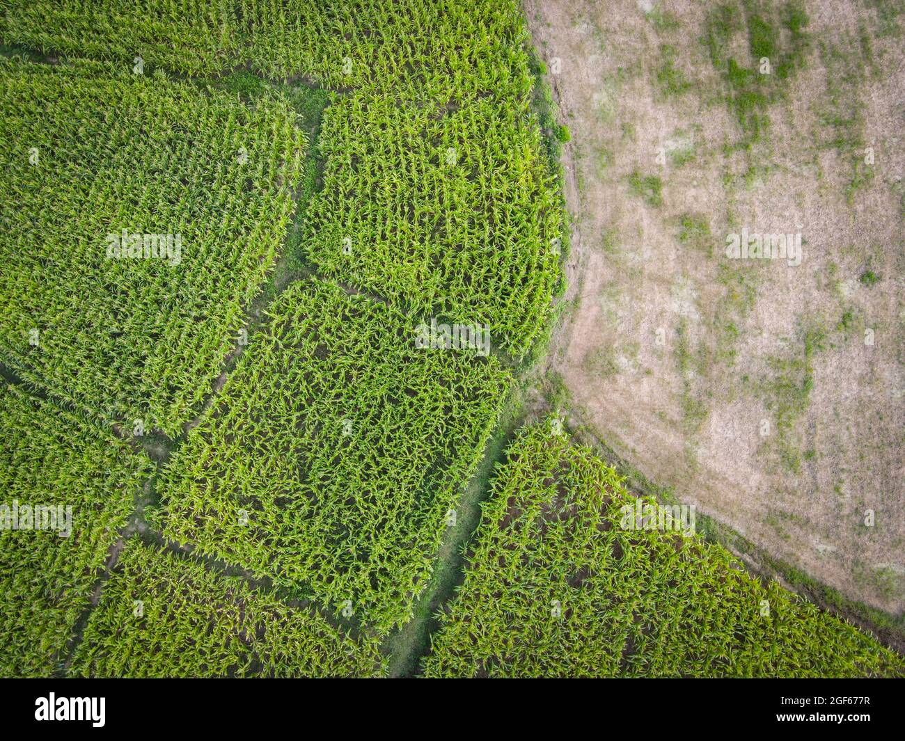 Aerial view field nature agricultural farm background, top view corn ...