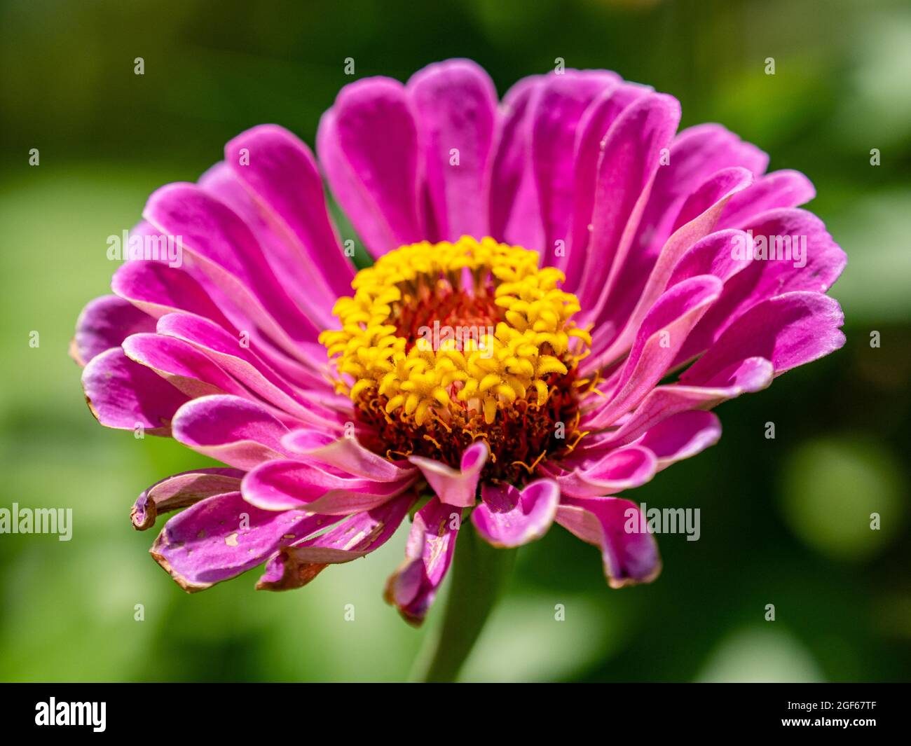 Selective focus shot of blooming pink Zinnia flowers in the garden ...