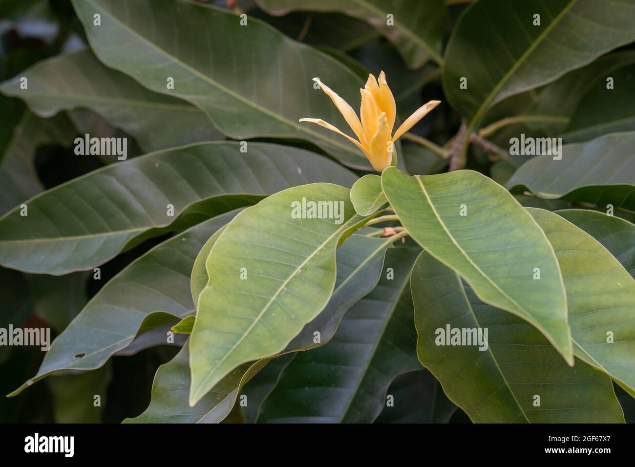 Closeup shot of michelia flower - great for wallpaper Stock Photo - Alamy