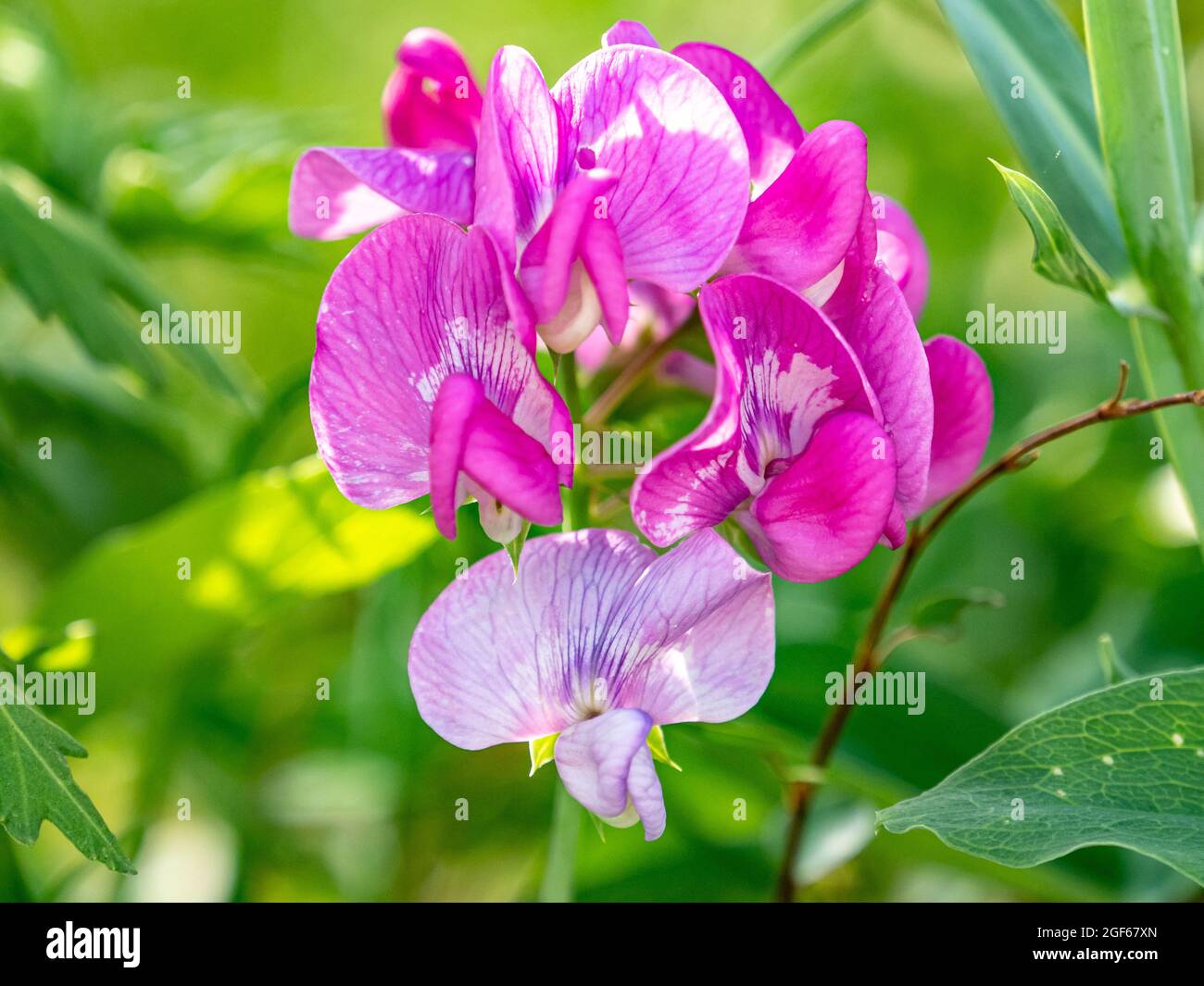 Blooming pink sweet pea flowers in the garden Stock Photo - Alamy