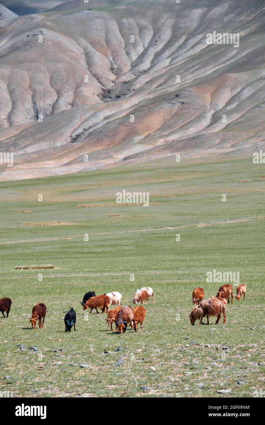 Mongolian sheep hi-res stock photography and images - Alamy