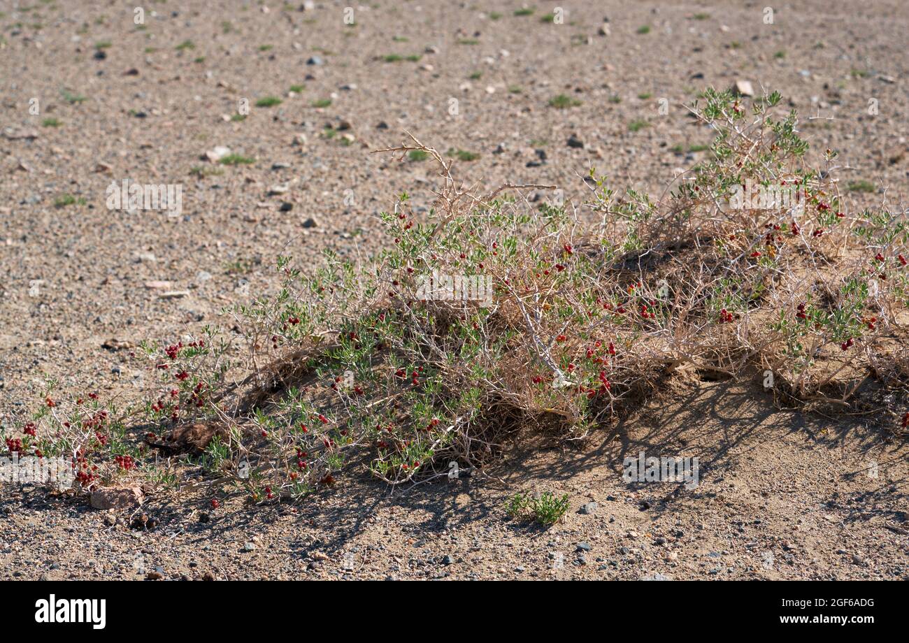 Shrub Nitraria sibirica with red berries fruits in mongolian arid ...