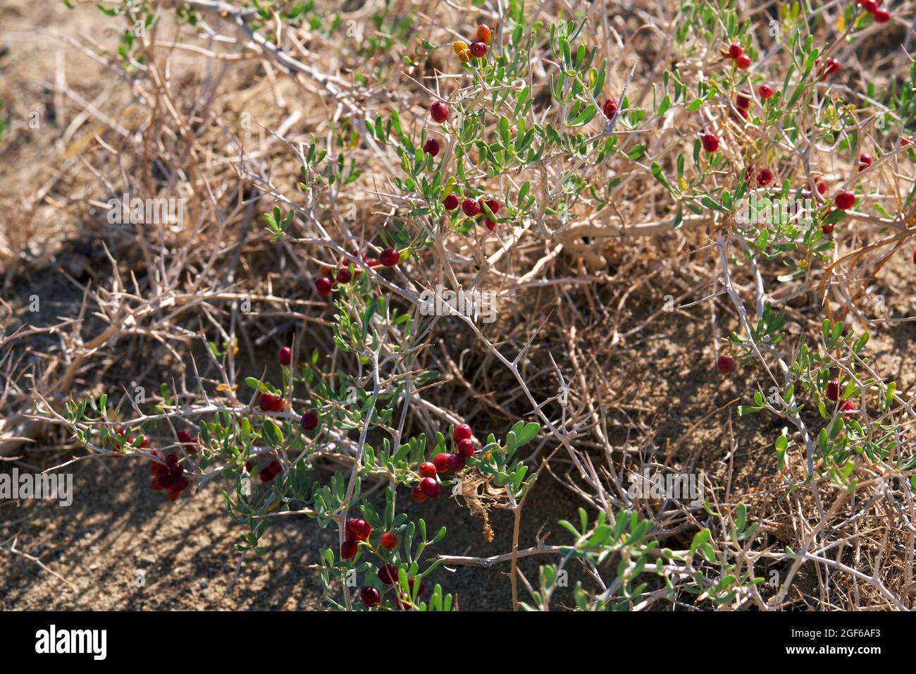 Shrub Nitraria sibirica with red berries fruits in mongolian arid ...