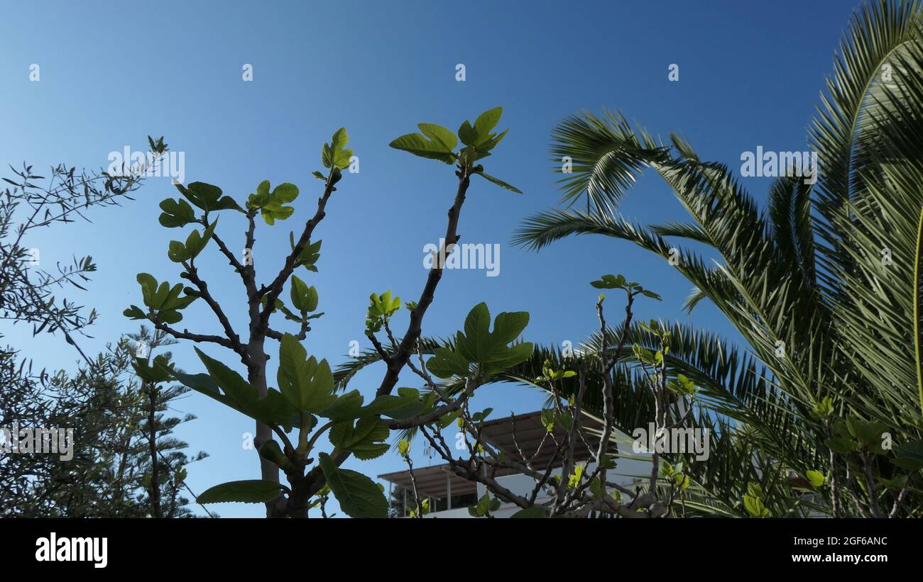 Olive, fig and palm leaves against blue Andalusian sky Stock Photo - Alamy