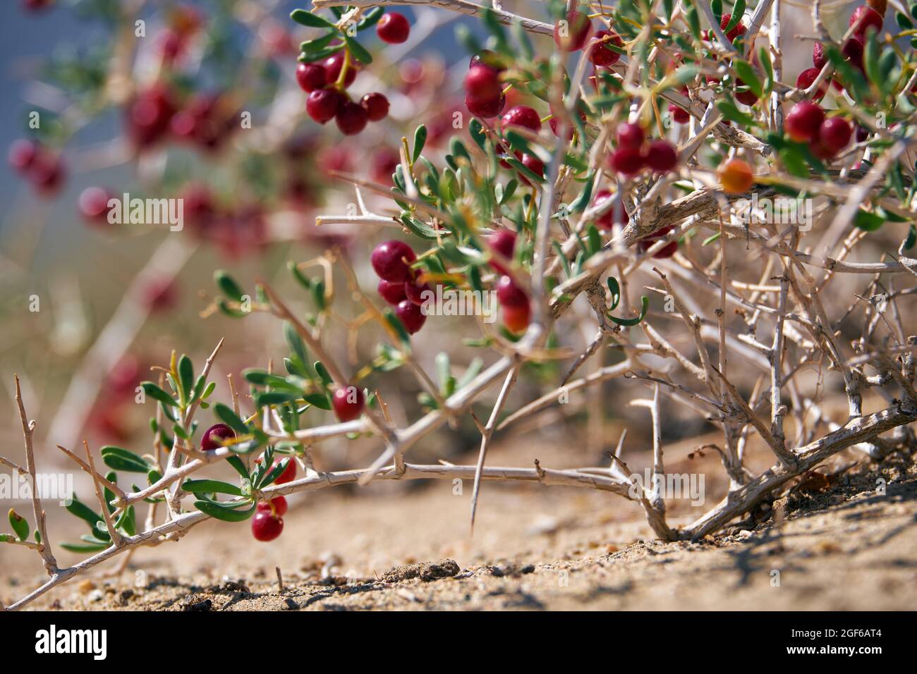 Shrub Nitraria sibirica with red berries fruits in mongolian arid ...