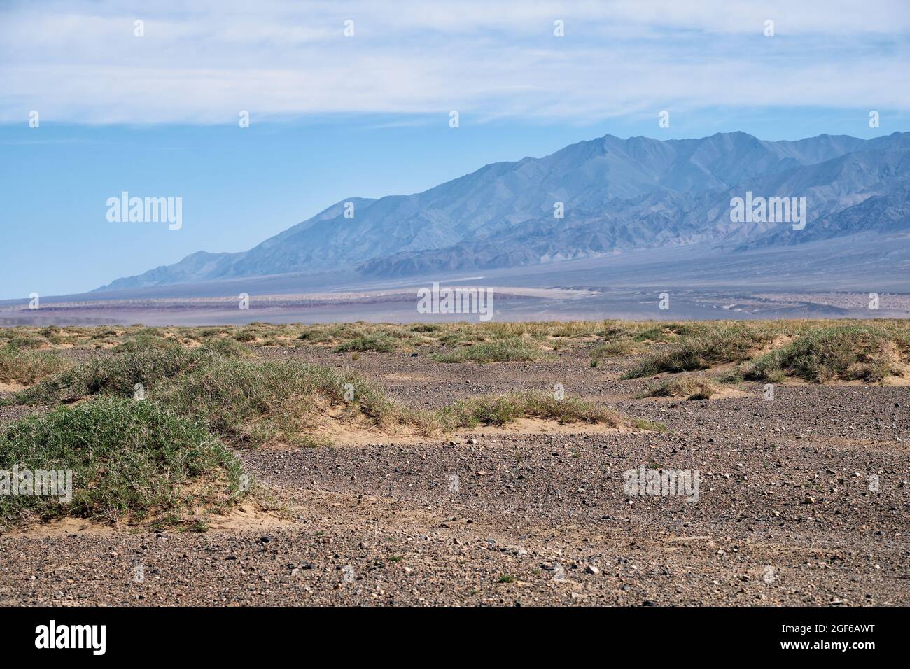 Shrub Nitraria sibirica with red berries fruits in mongolian arid ...