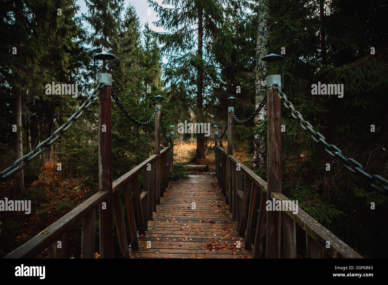 old wooden bridge with chains in a forest with fallen leaves of autumn ...