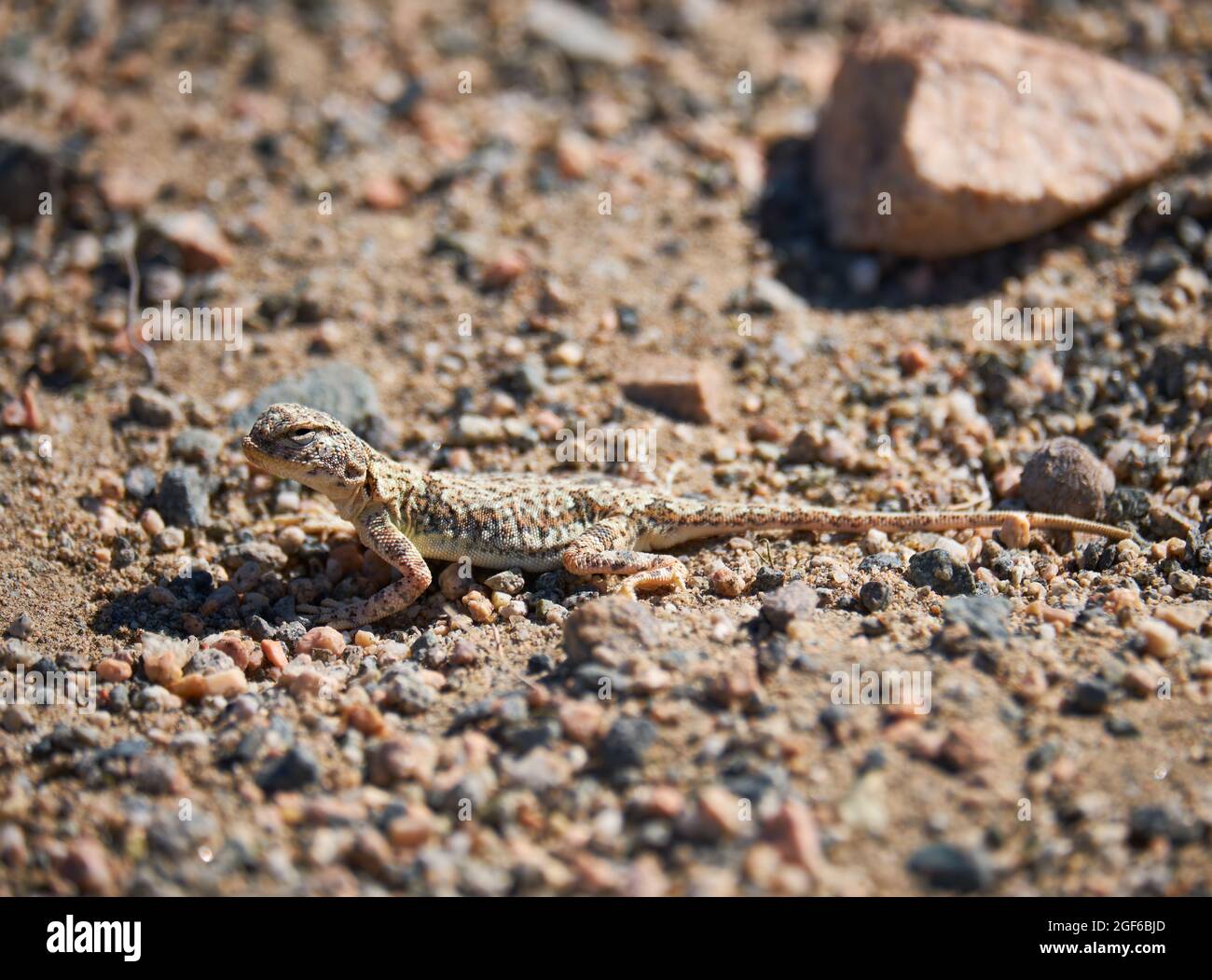 Mongolian toad hi-res stock photography and images - Alamy