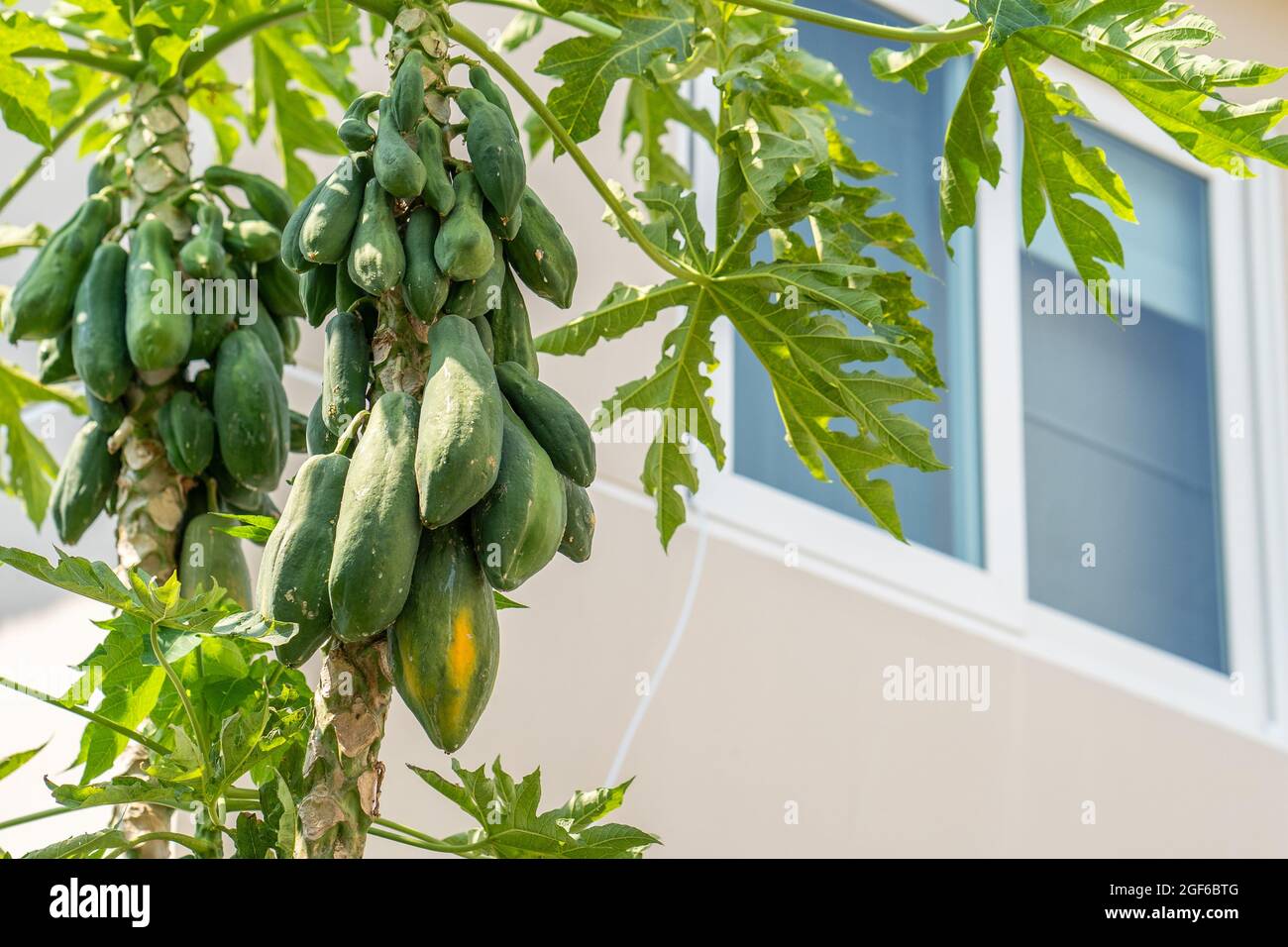 Low angle shot of papaya hanging on a tree Stock Photo - Alamy