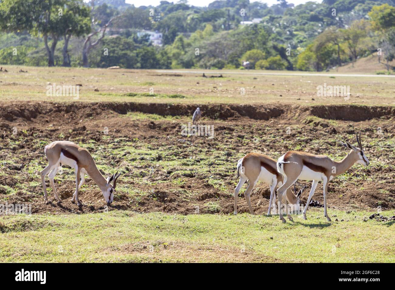 Grazing springboks hi-res stock photography and images - Alamy
