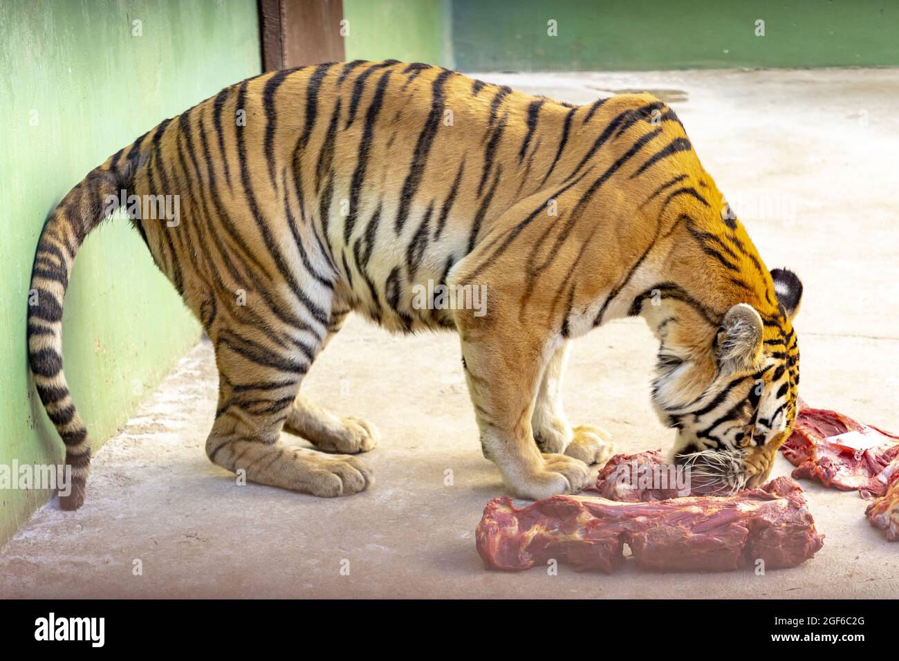 Adult tiger eating raw meat in captivity Stock Photo - Alamy