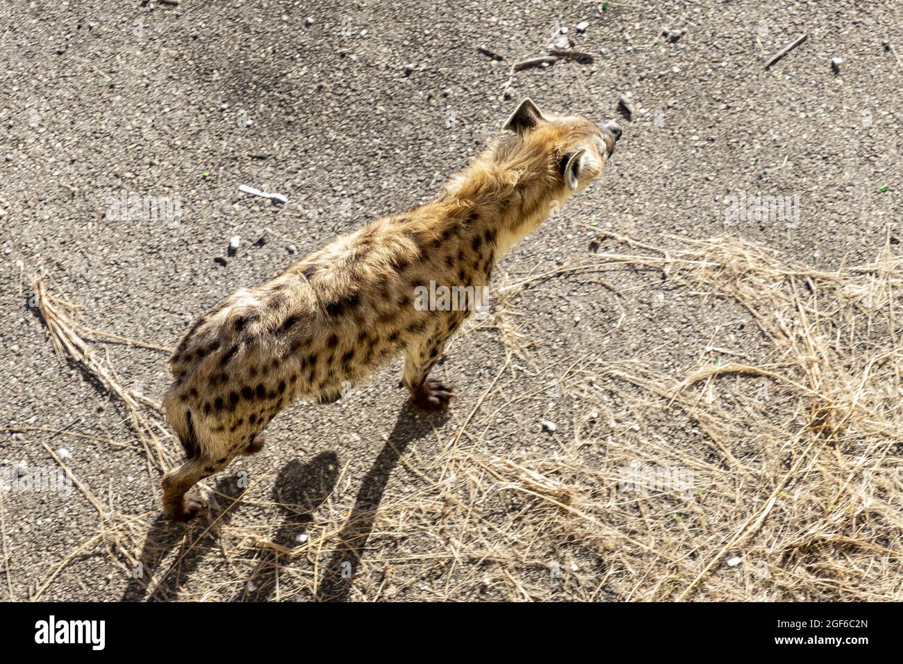 Top view of a hyena on looking at something during a sunny day Stock ...