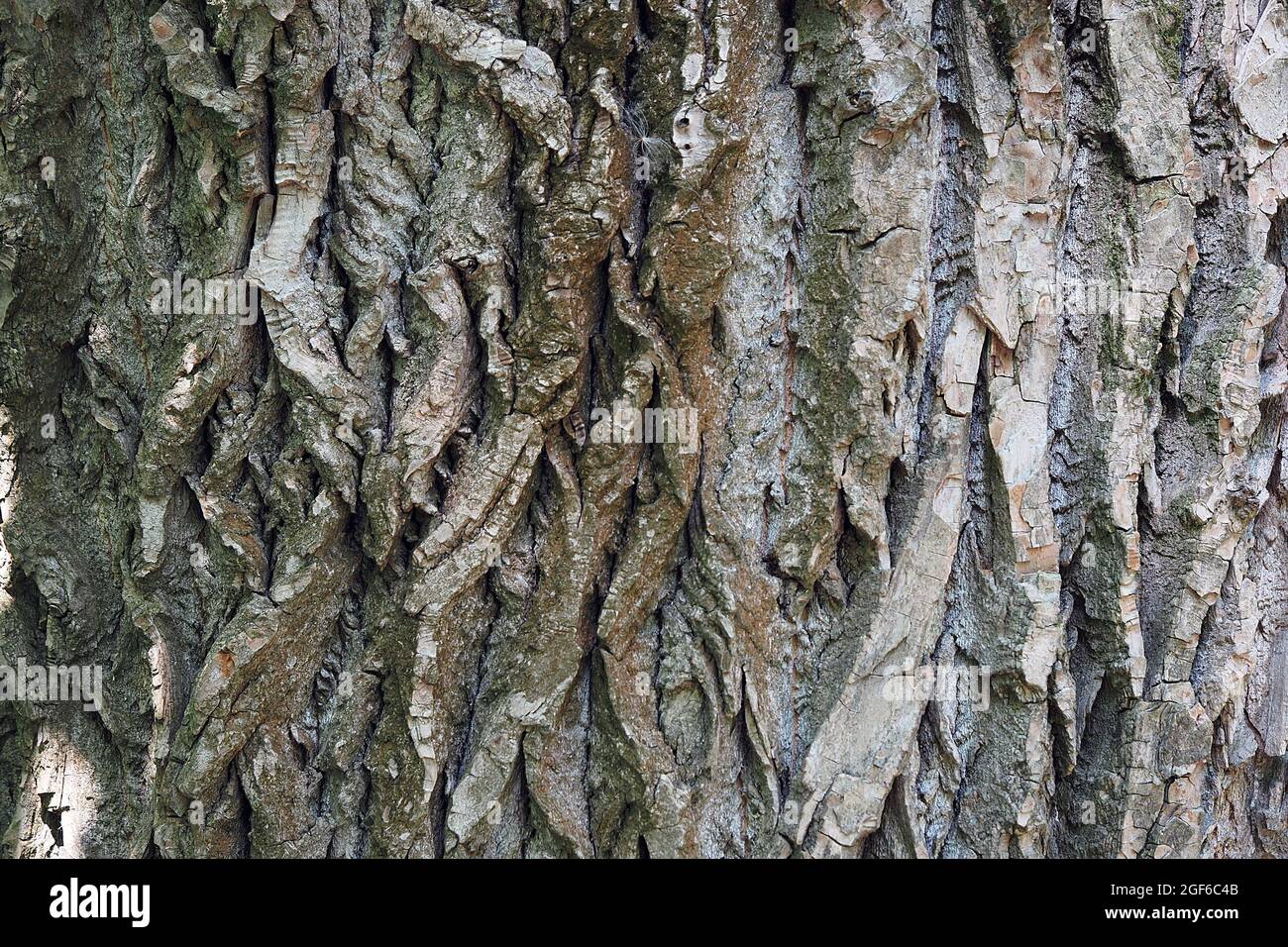 Tree bark texture, full frame. Macro photography. High quality photo ...