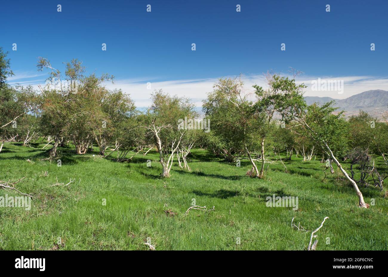 Floodplain birch forest in Khovd aimak in Mongolia Stock Photo - Alamy