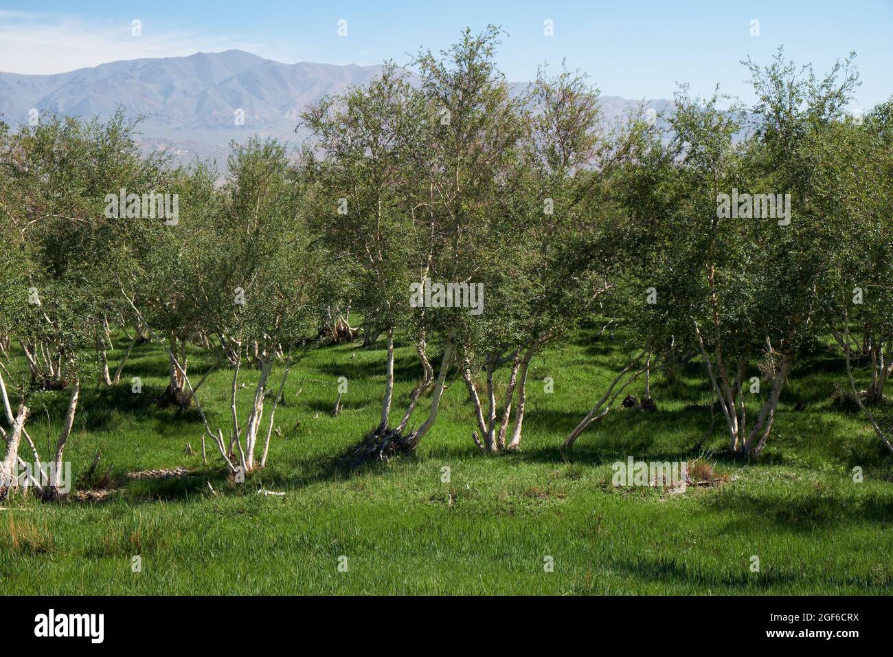 Asia environment hi-res stock photography and images - Alamy