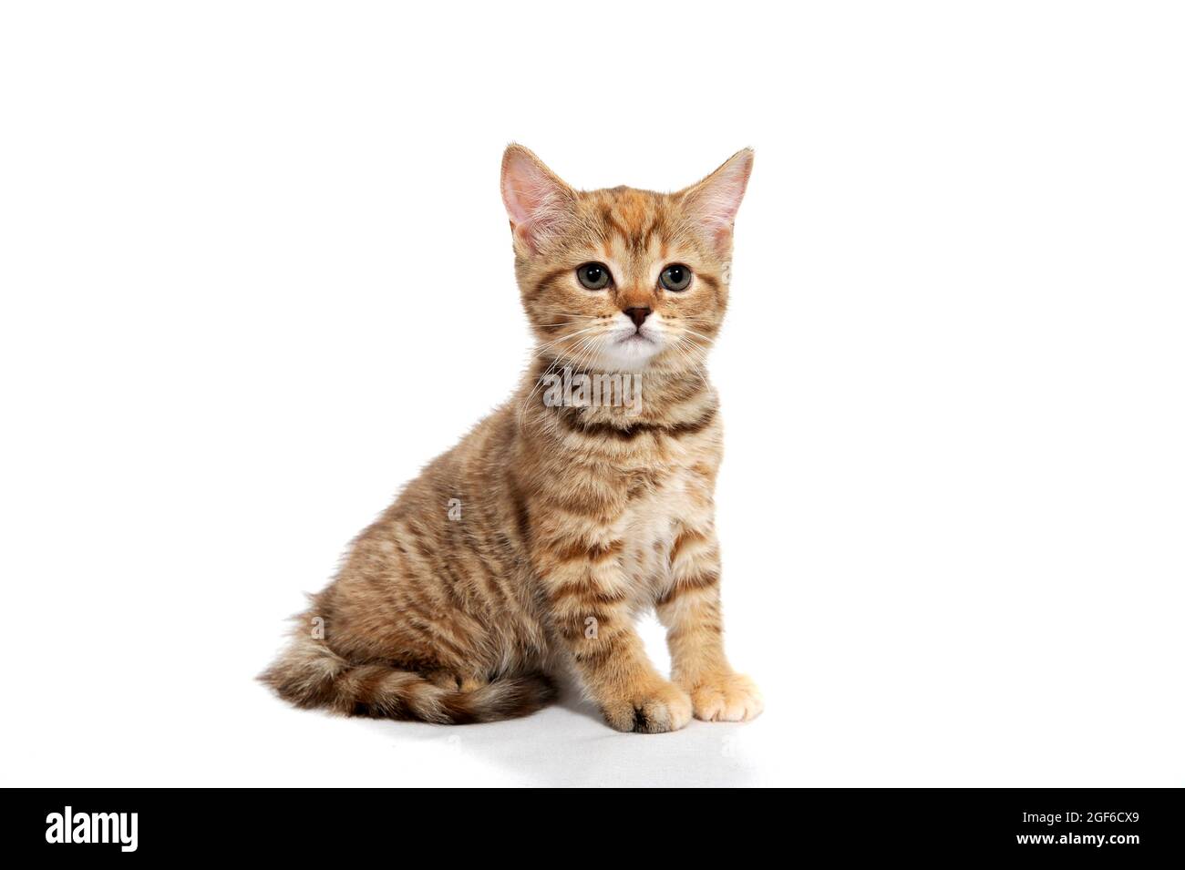 ginger striped purebred cat sitting on white isolated background Stock ...
