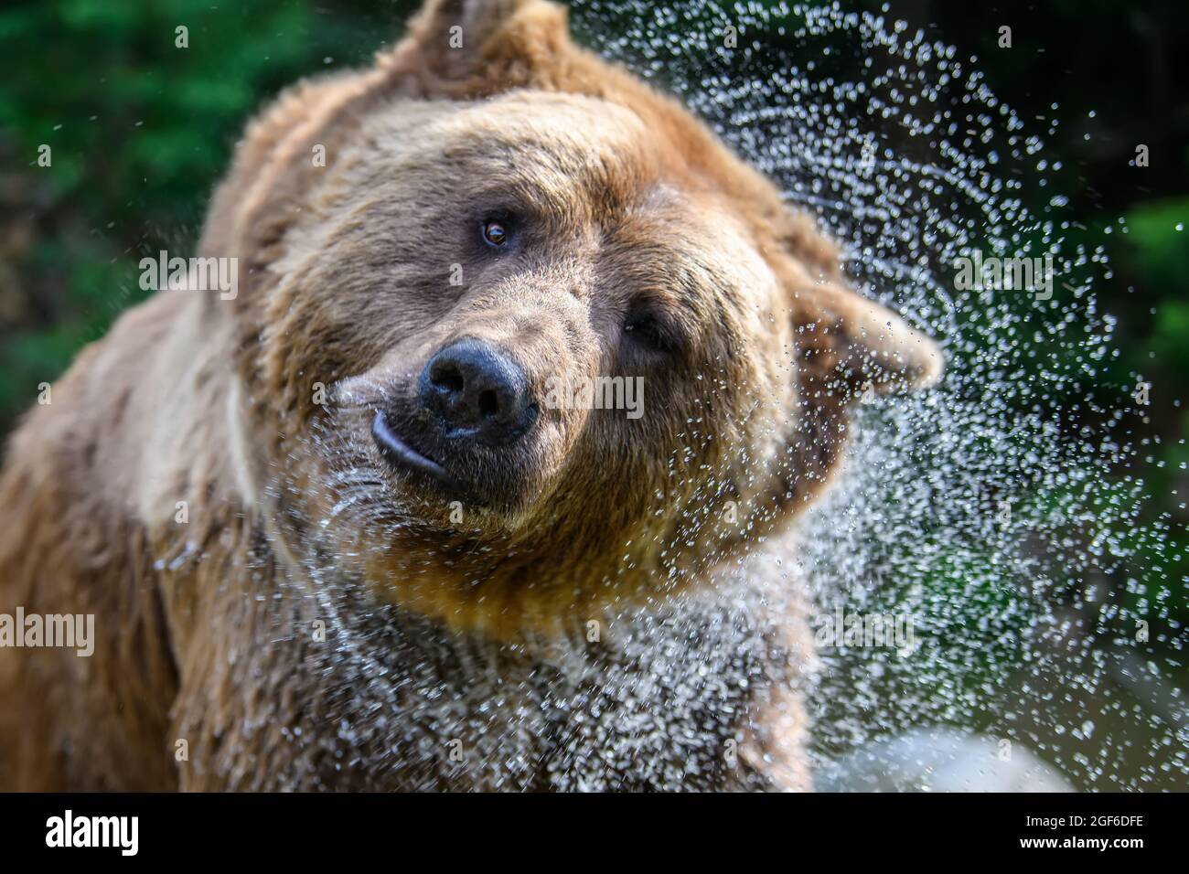 Wild Brown Bear (Ursus Arctos) on pond in the summer forest. Animal in ...