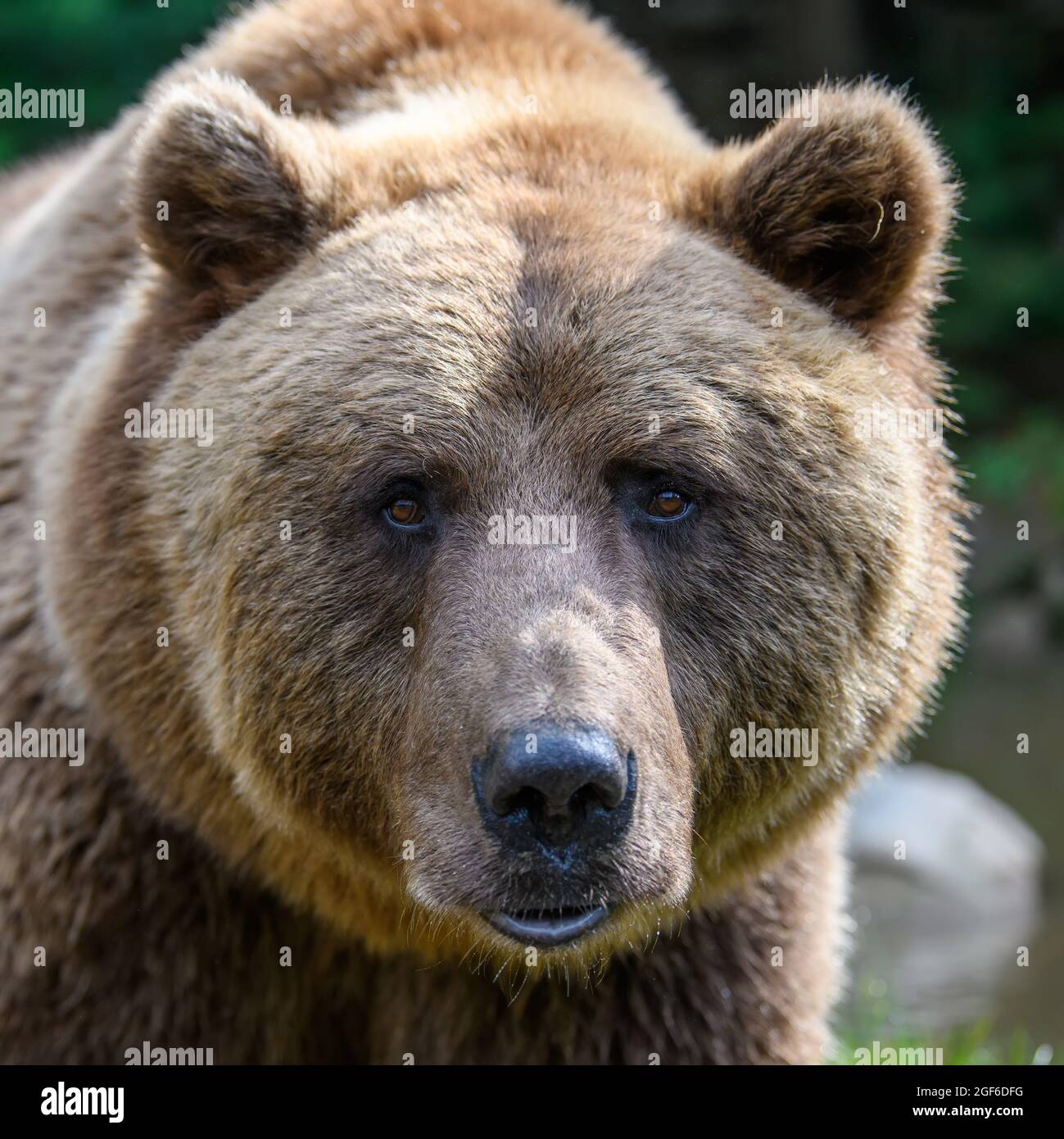 Wild Brown Bear (Ursus Arctos) on pond in the summer forest. Animal in ...