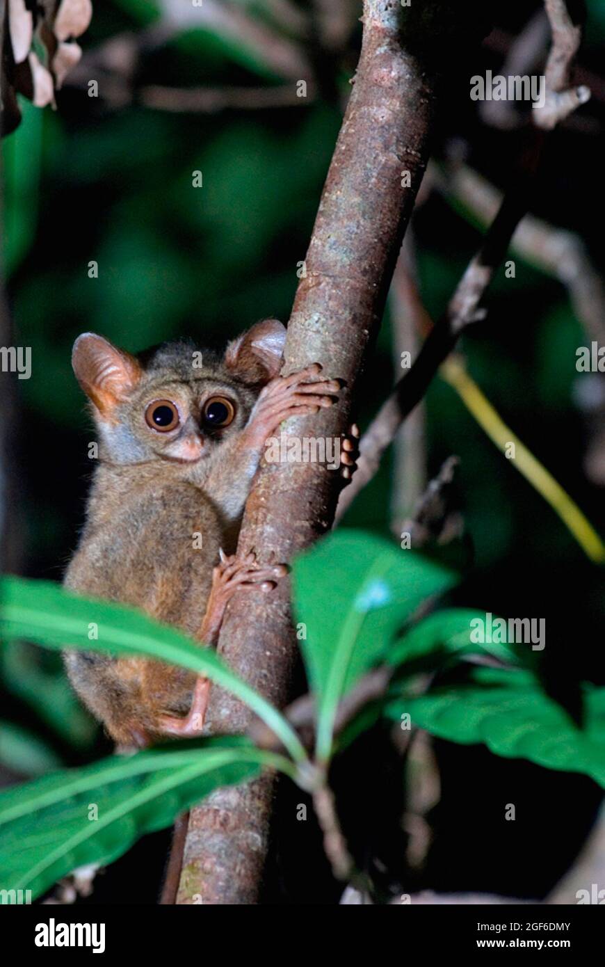 Portrait of a tarsier in Tangkoko Batuangus Nature Reserve in North ...