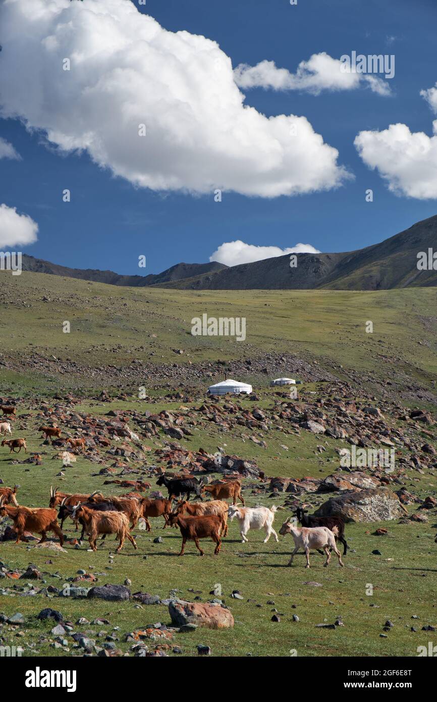 Mongolian farm hi-res stock photography and images - Alamy