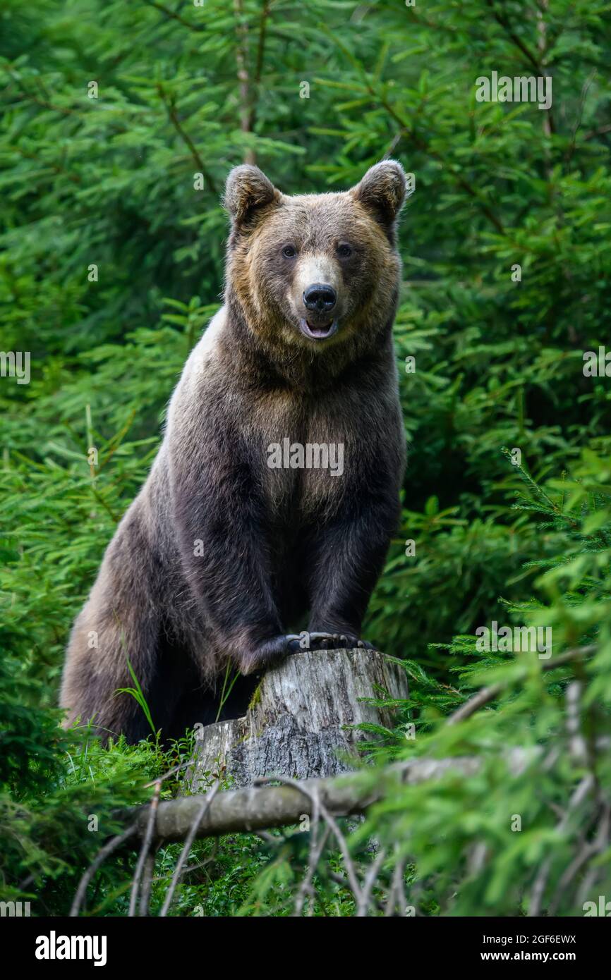 Wild Brown Bear (Ursus Arctos) in the summer forest. Animal in natural habitat. Wildlife scene ...