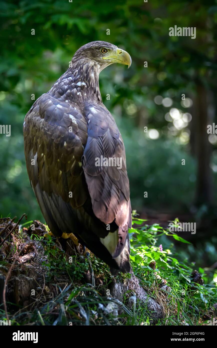 White-tailed eagle sitting on hemp. Danger animal in nature habitat ...