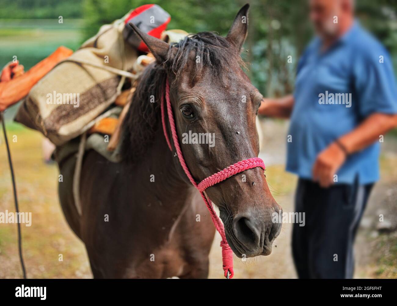Animal for load carry hi-res stock photography and images - Alamy