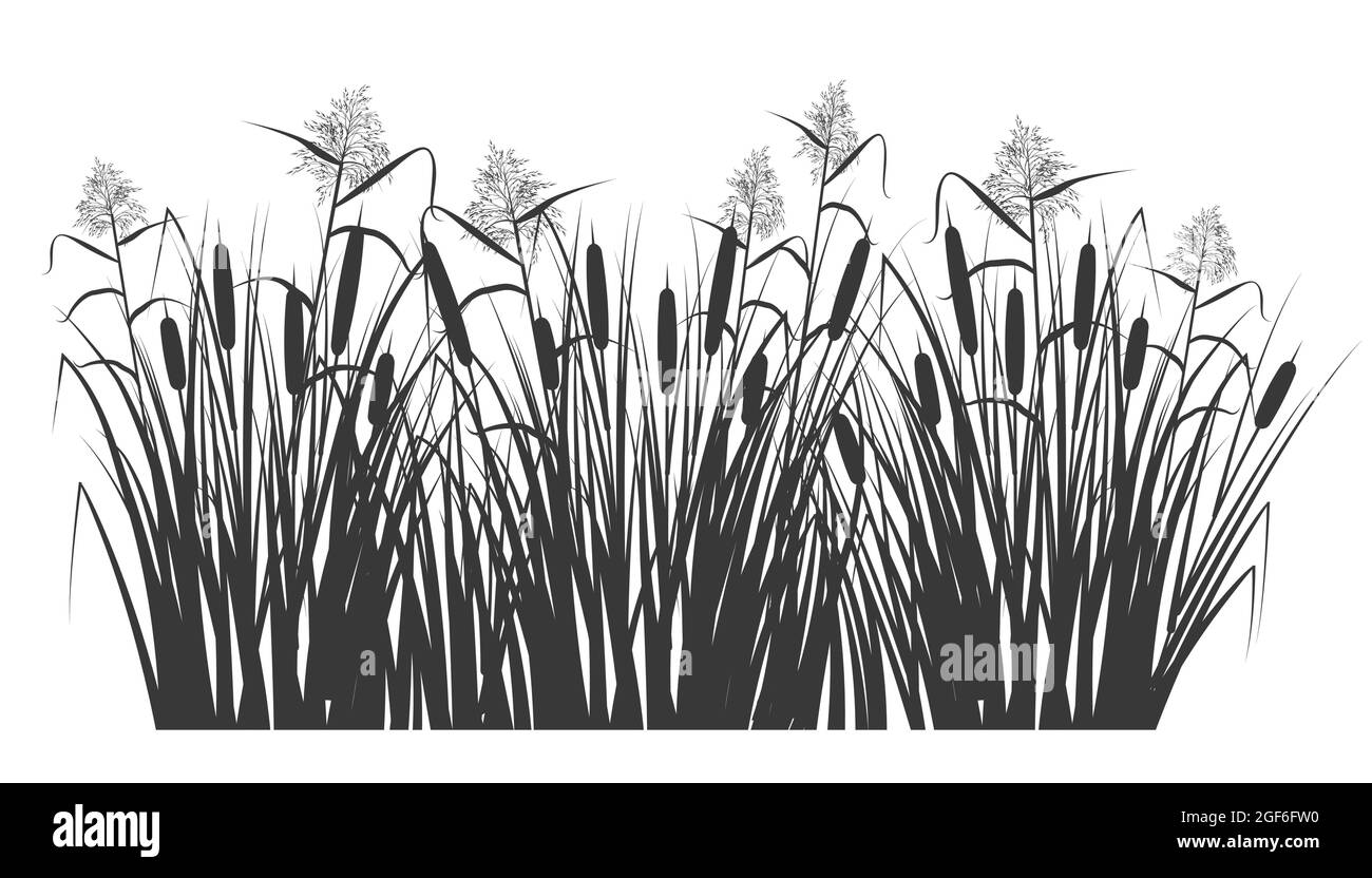 Silhouette of reed and cane in green grass. Swamp and river plants ...
