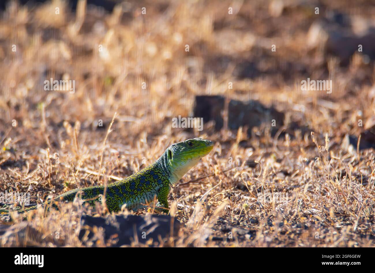 The ocellated lizard, Timon lepidus, in the field in Castilla La Mancha ...