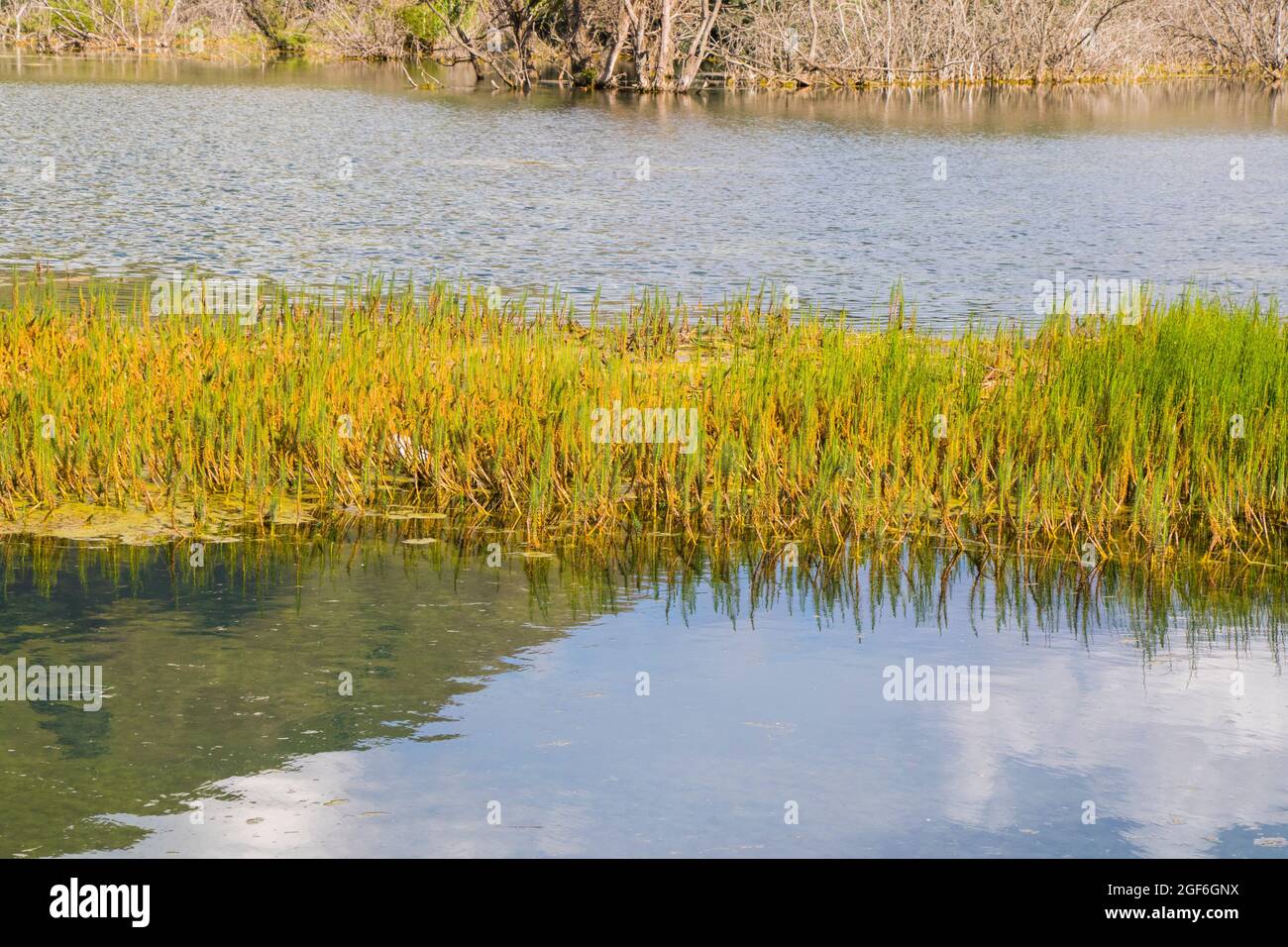 Swamp view, nature background, travel destination in Georgia. Pound and ...