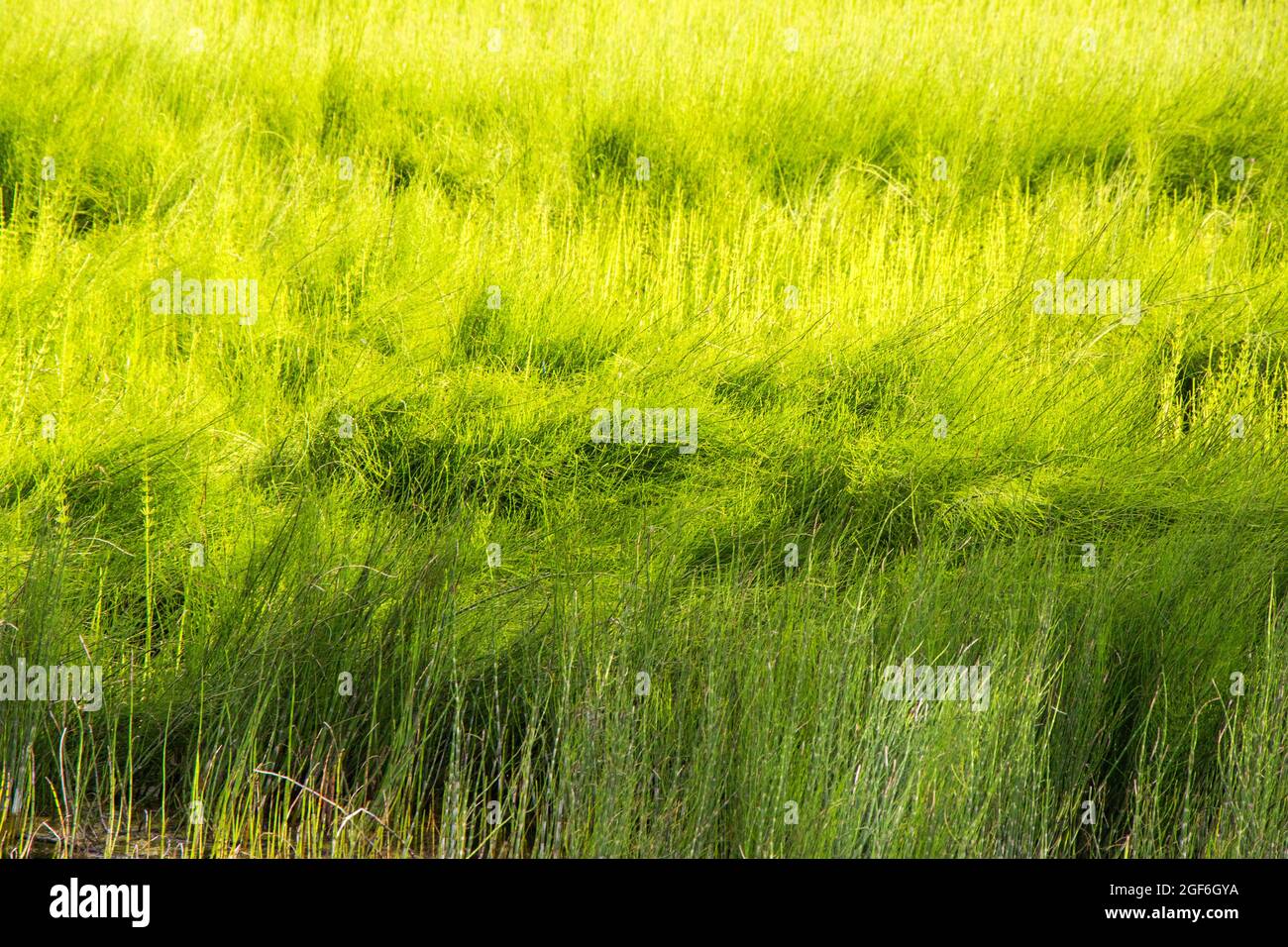 Swamp plant background, green nature background, plants in water ...