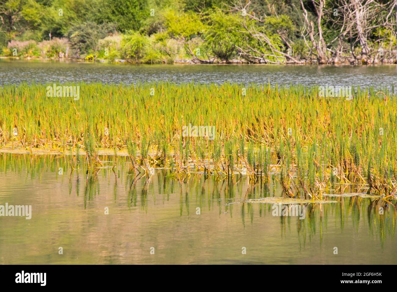 Swamp view, nature background, travel destination in Georgia. Pound and ...