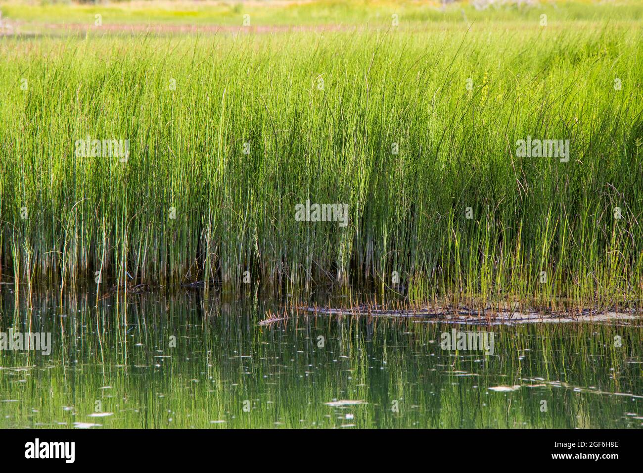 Swamp plant background, green nature background, plants in water ...